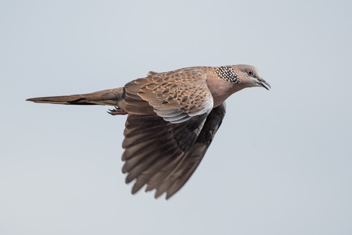 eBird Checklist - 17 Mar 2023 - Ambury Regional Park (general) - 32 ...