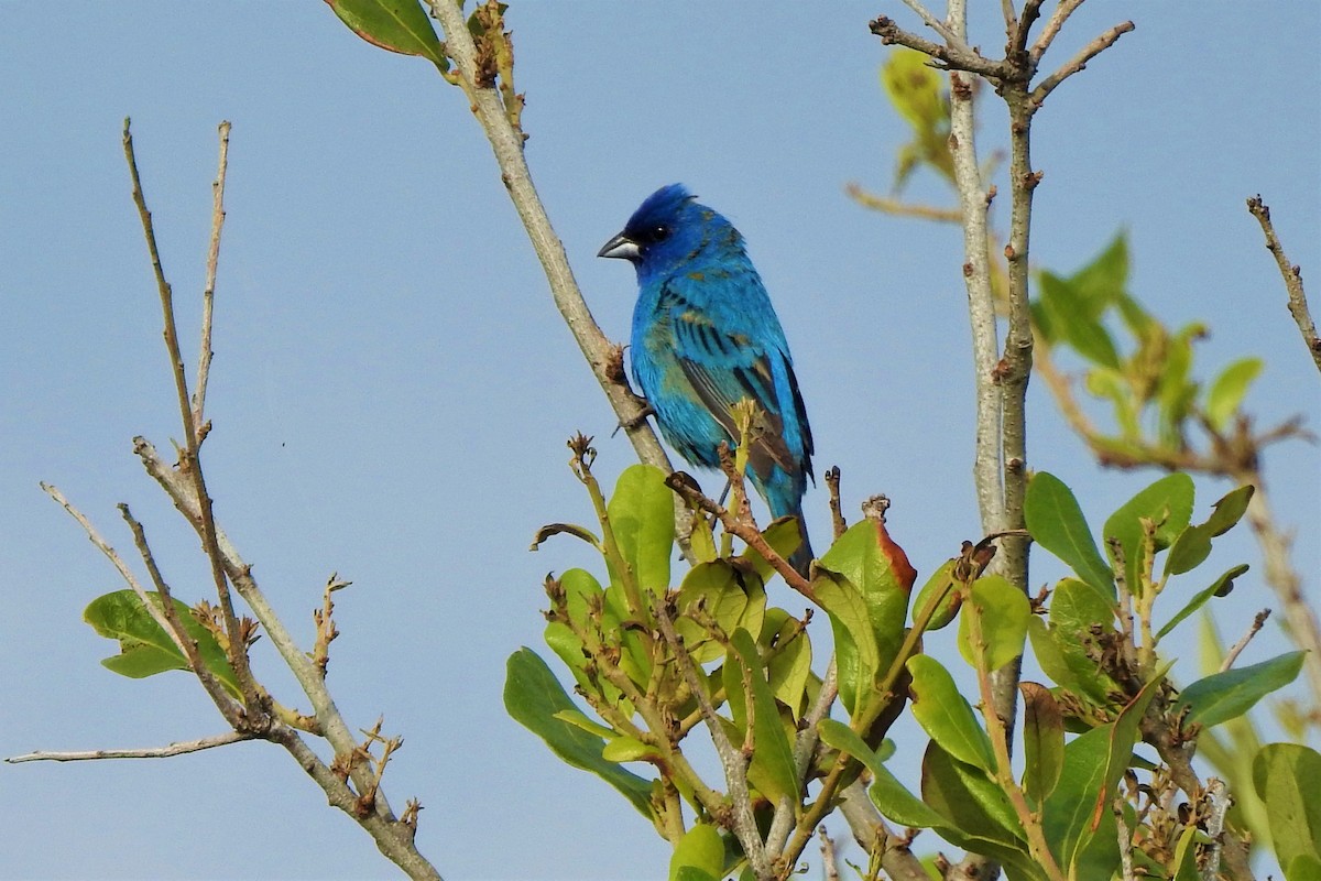 eBird Checklist - 5 Jun 2023 - **Back Bay NWR - 42 species (+2 other taxa)