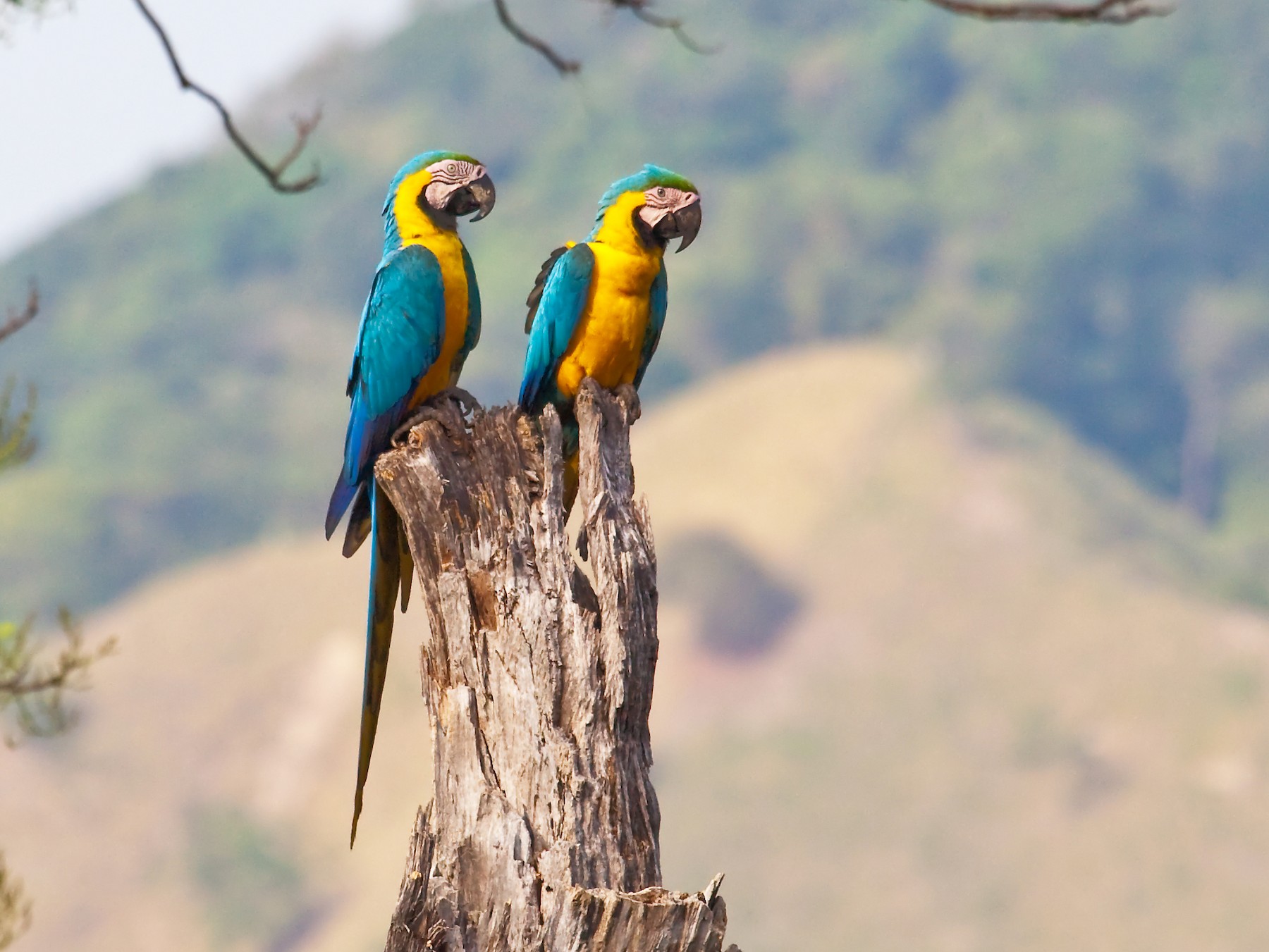 Blue-and-yellow Macaw - eBird