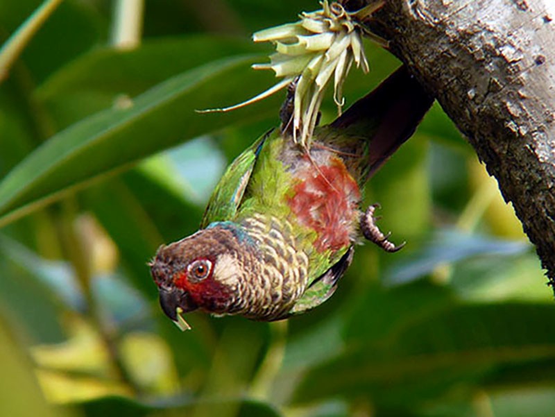 Painted Parakeet - eBird