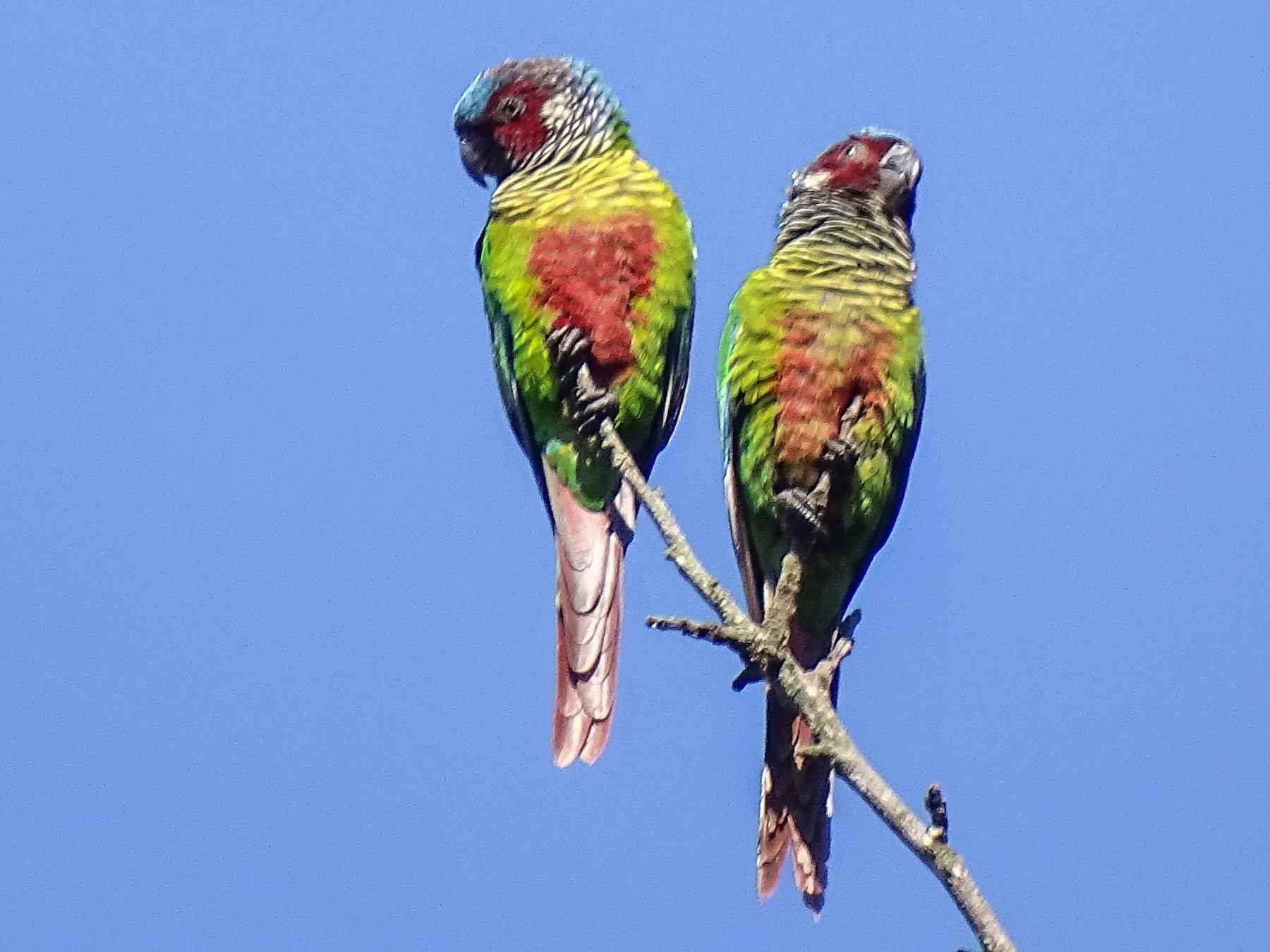 Painted/Venezuelan Parakeet - eBird