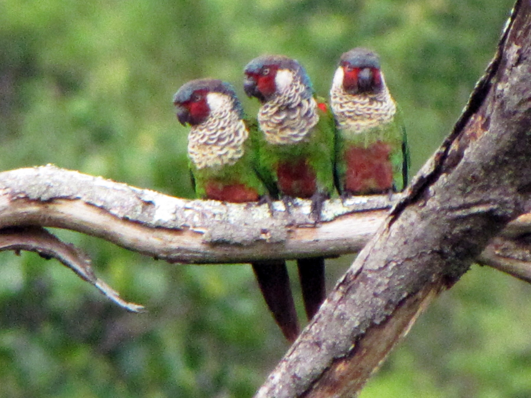Painted Parakeet - eBird