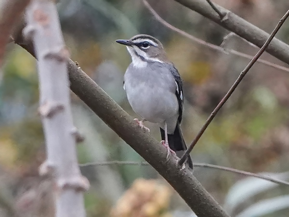 Forest Scrub-Robin - Tychaedon leucosticta - Birds of the World