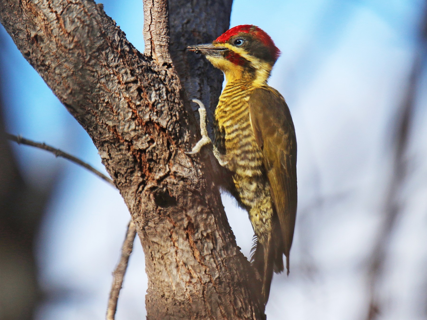 Golden-green Woodpecker - eBird