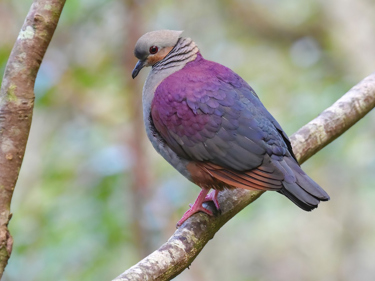 Crested Quail-Dove - Geotrygon versicolor - Birds of the World
