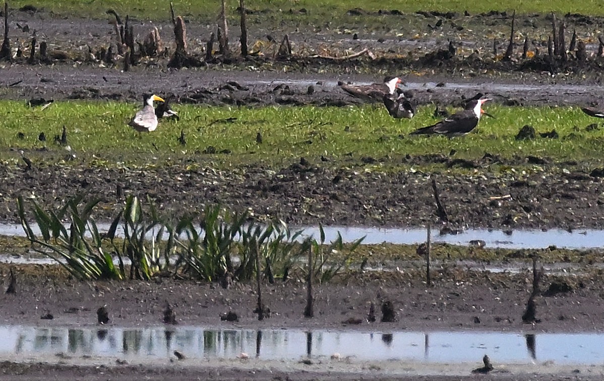 eBird Checklist - 4 Jun 2023 - T.M. Goodwin WMA--Broadmoor Unit - 62 ...