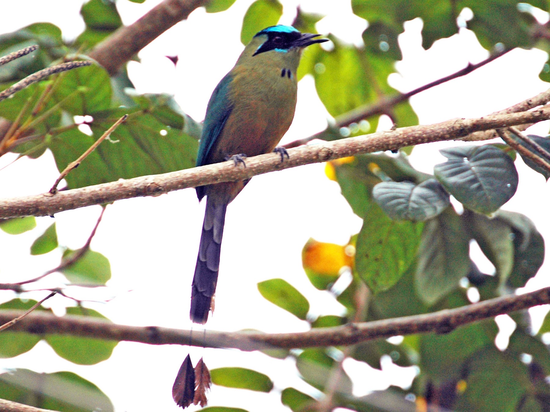 Whooping Motmot - eBird