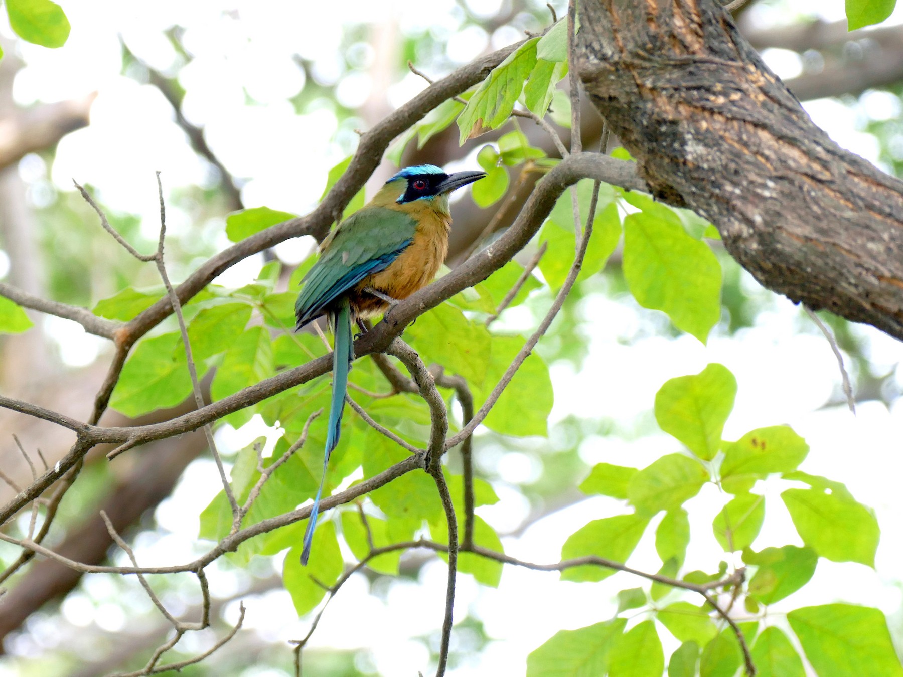 Momoto Rojizo - eBird