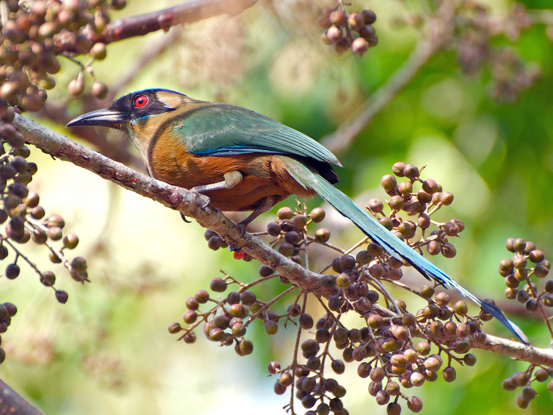 Whooping Motmot - eBird