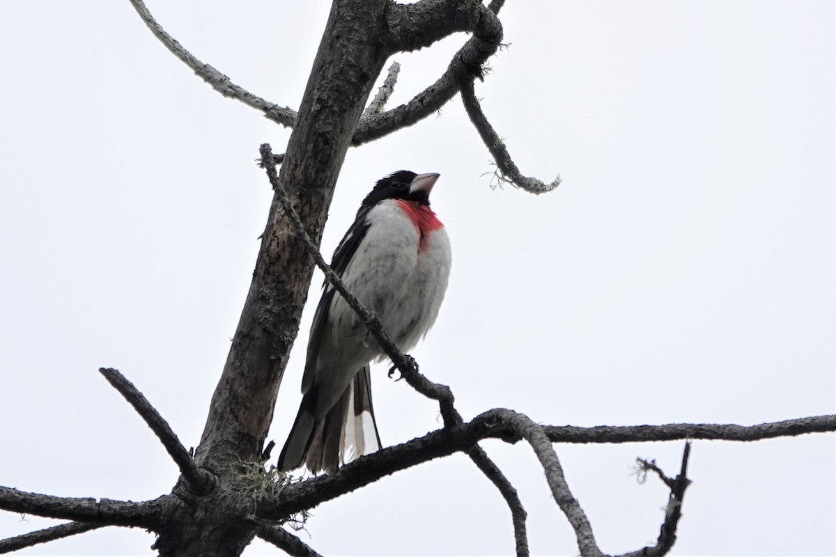 eBird Checklist - 5 Jun 2023 - Wilder Ranch SP--Cowboy Loop - 30 species