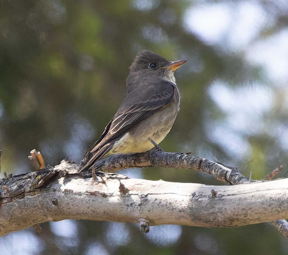 eBird Checklist - 5 Jun 2023 - Palomar Mountain SP--Silvercrest Picnic ...