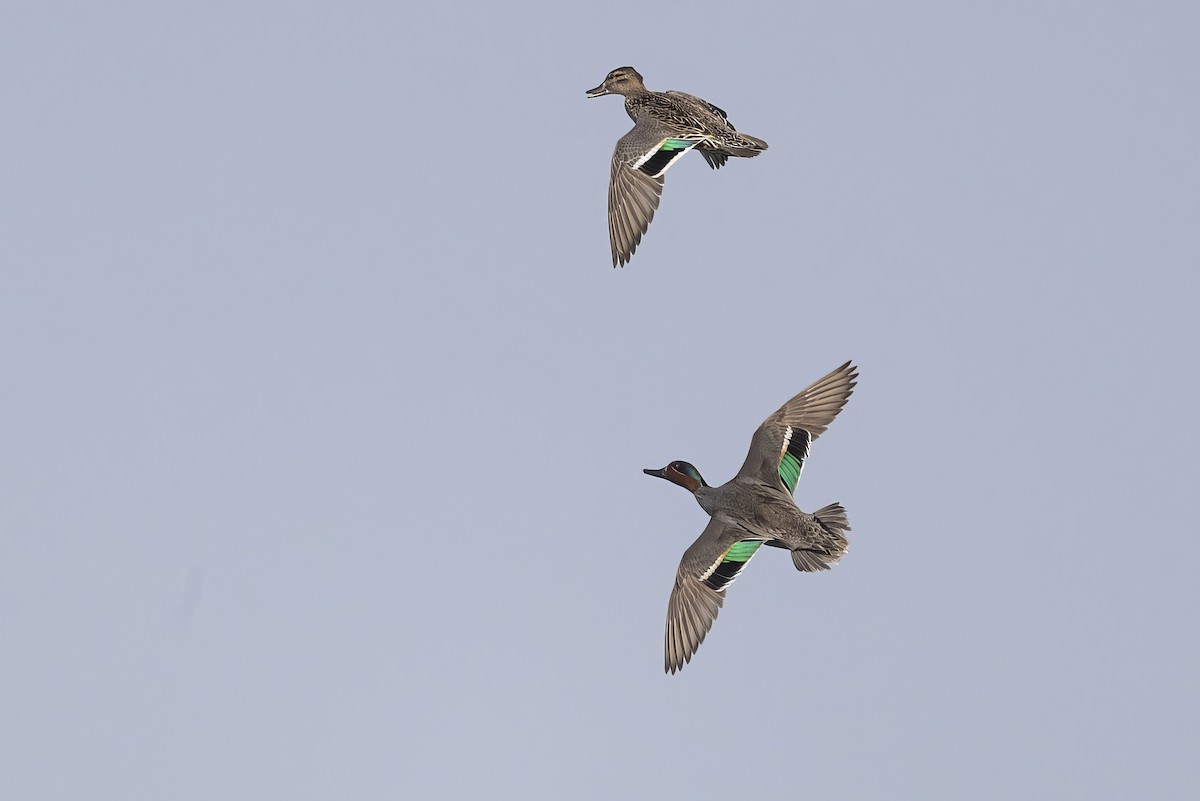 eBird Checklist - 4 Jun 2023 - CA-AB-56134-Vinca Bridge Area - 52 species