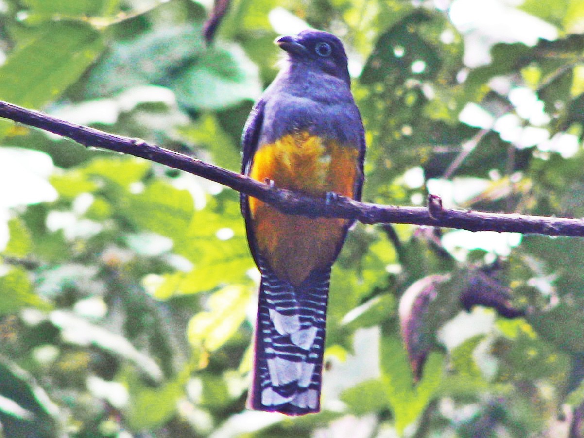 White-tailed Trogon - eBird