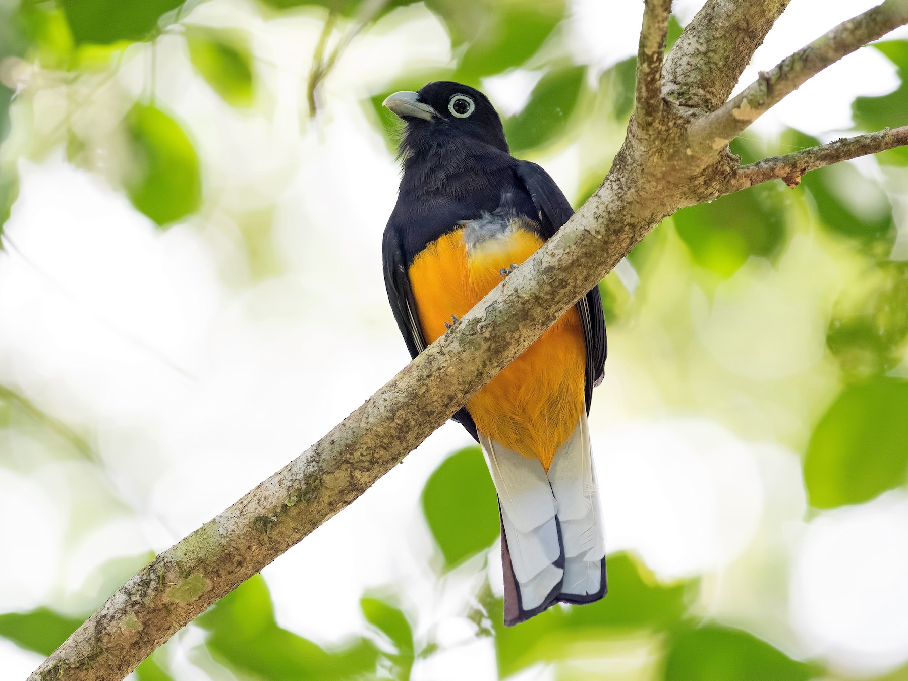 White-tailed Trogon - eBird