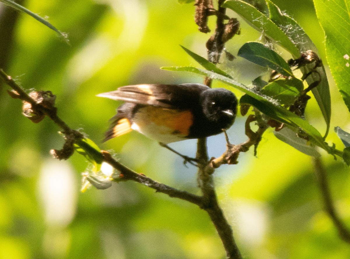 eBird Checklist - 5 Jun 2023 - Fall City--Neal Rd. - 12 species