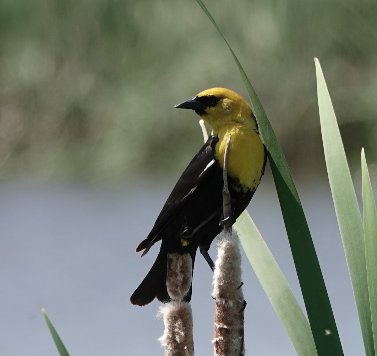 eBird Checklist - 5 Jun 2023 - Eureka Lane Marsh - 7 species