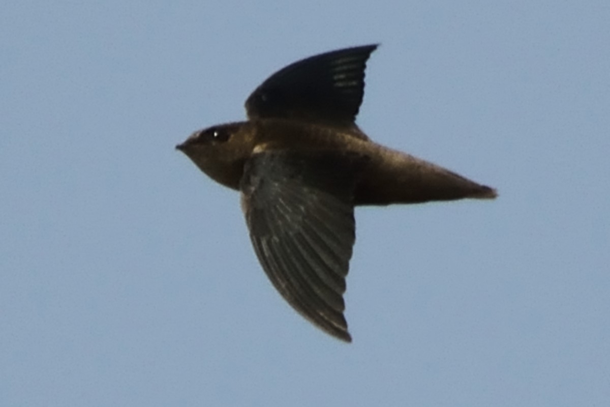 eBird Checklist - 15 May 2017 - Bubali Bird Sanctuary - 47 species (+1 ...