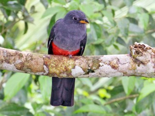 Black-tailed Trogon - eBird