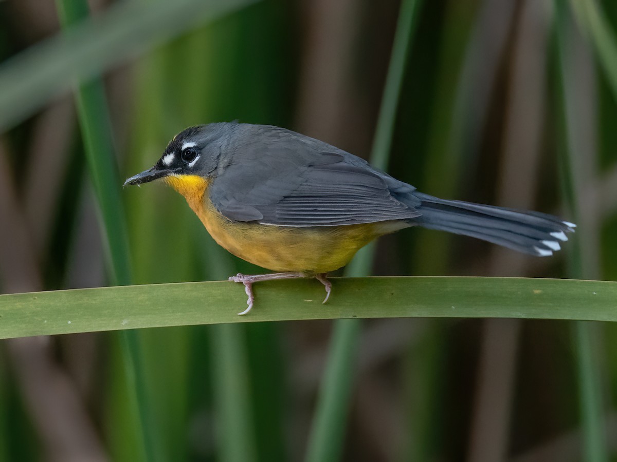 Fan-tailed Warbler - Basileuterus lachrymosus - Birds of the World