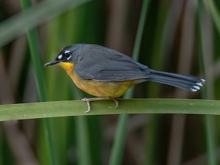 Fan-tailed Warbler - Basileuterus lachrymosus - Birds of the World