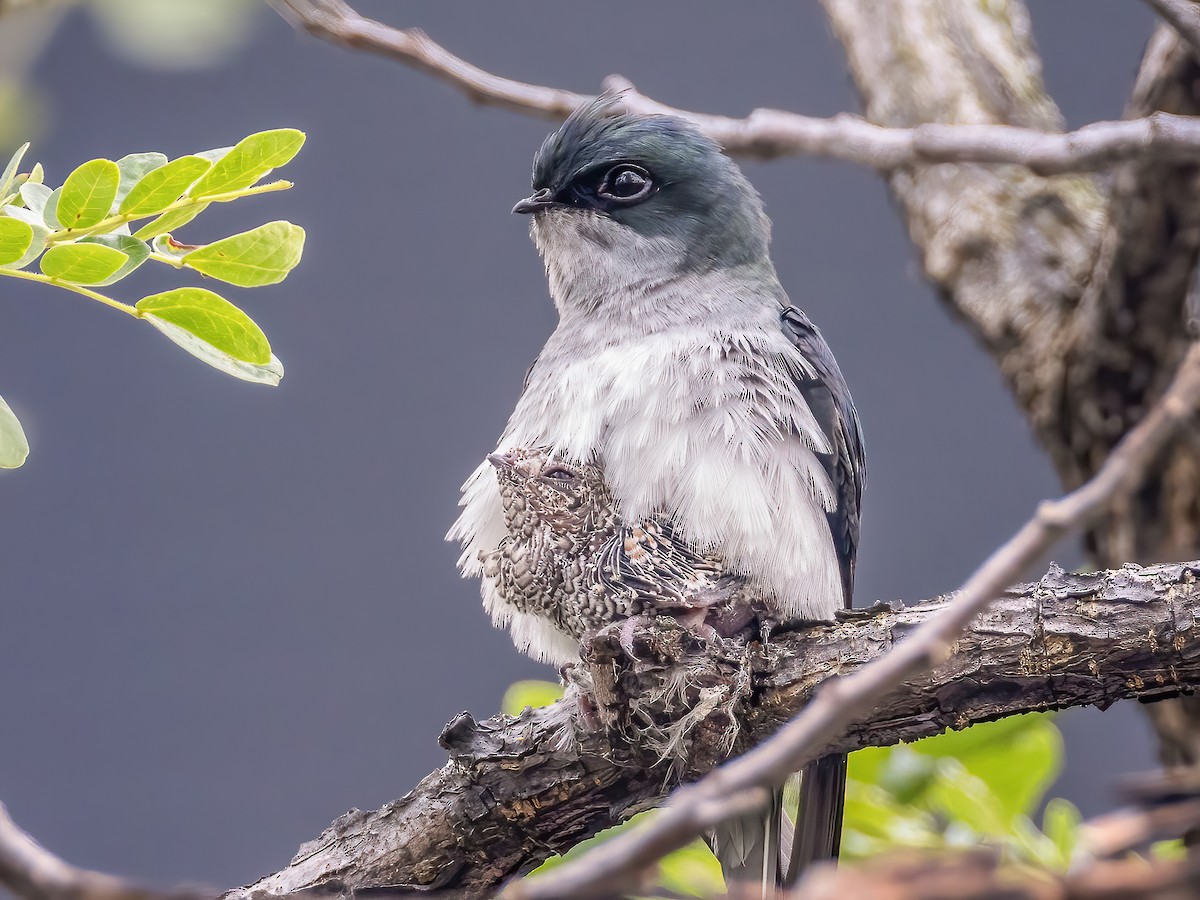 Gray-rumped Treeswift - Hemiprocne longipennis - Birds of the World