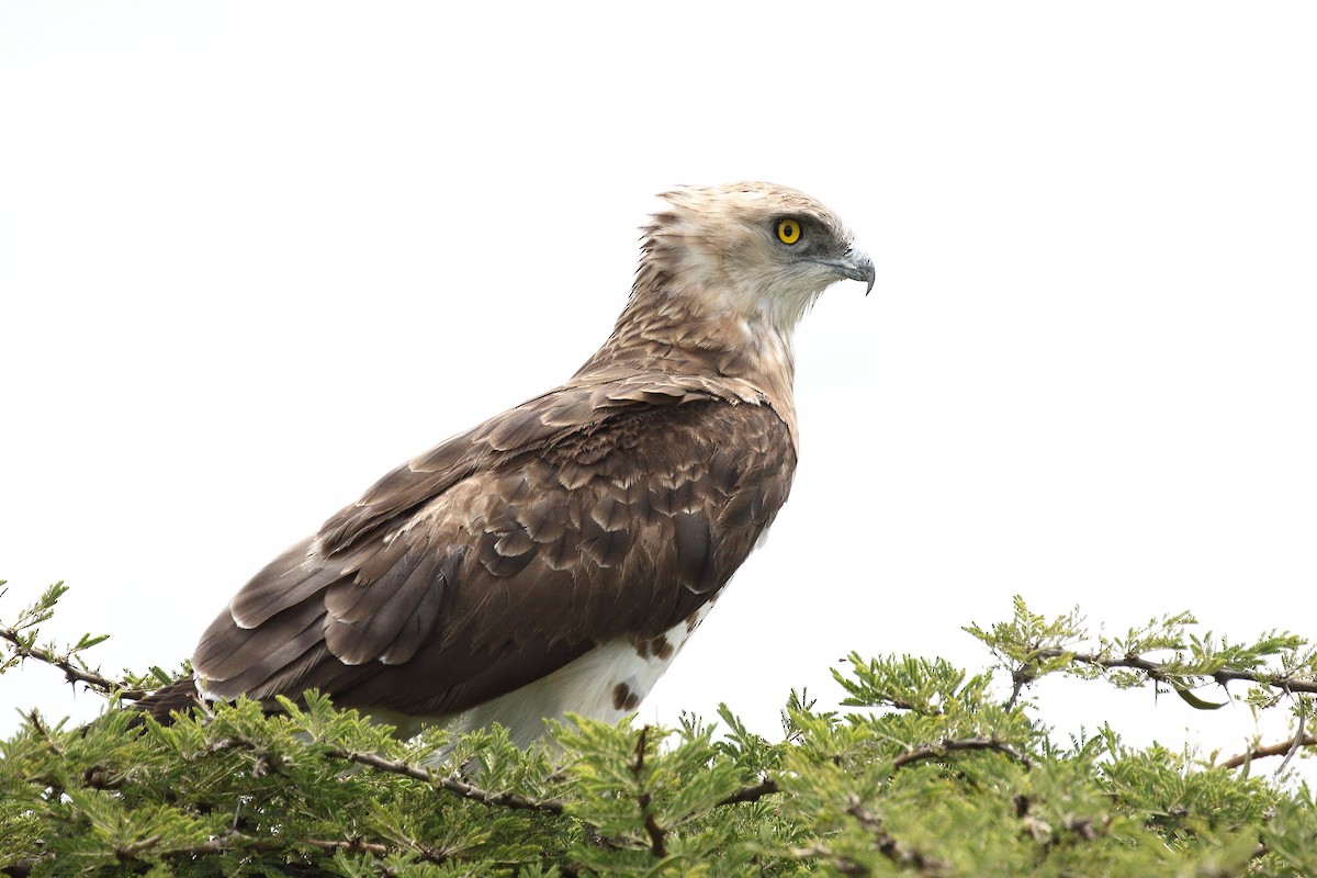 eBird Checklist - 17 Sep 2022 - Kicheche Mara - 80 species
