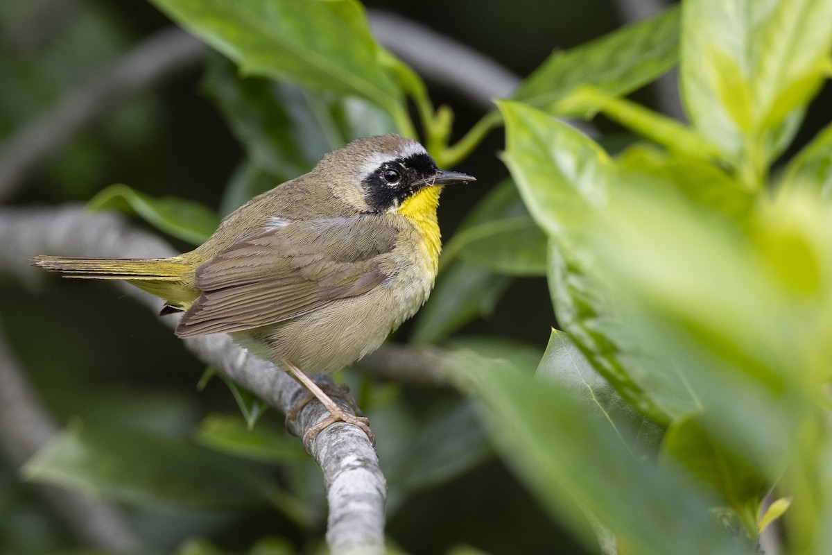 Mascarita Común (grupo trichas) - eBird
