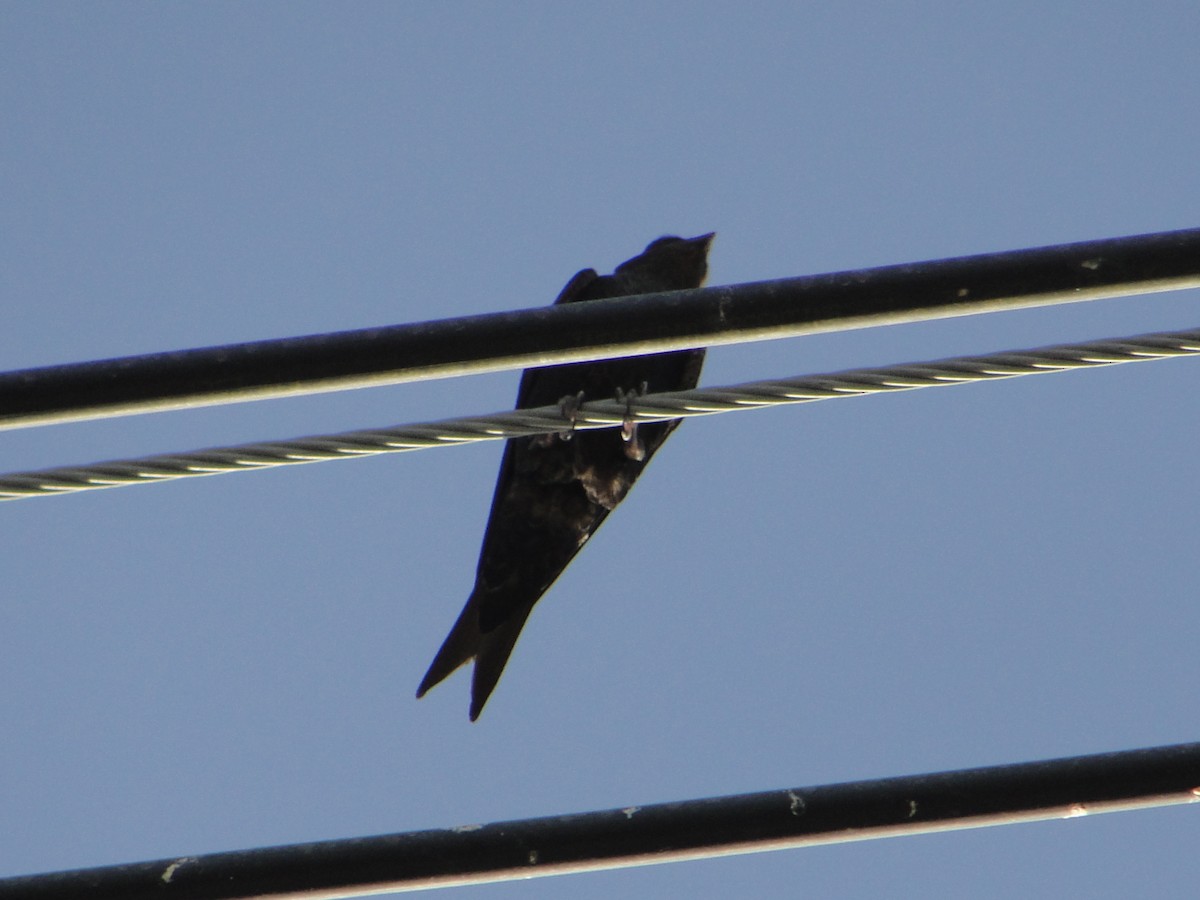 Media Search - Macaulay Library and eBird