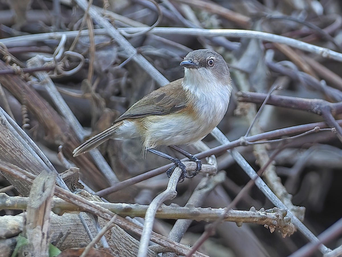 Rufous-sided Gerygone - Gerygone dorsalis - Birds of the World