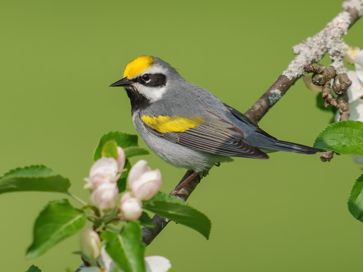Golden-winged Warbler - Vermivora chrysoptera - Birds of the World