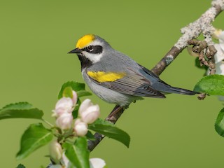 Golden-winged Warbler - Vermivora chrysoptera - Birds of the World