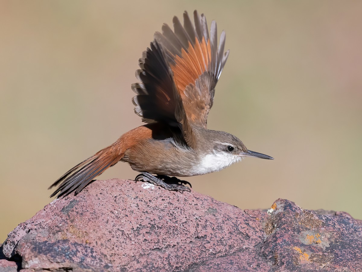 Crag Chilia - Ochetorhynchus melanurus - Birds of the World