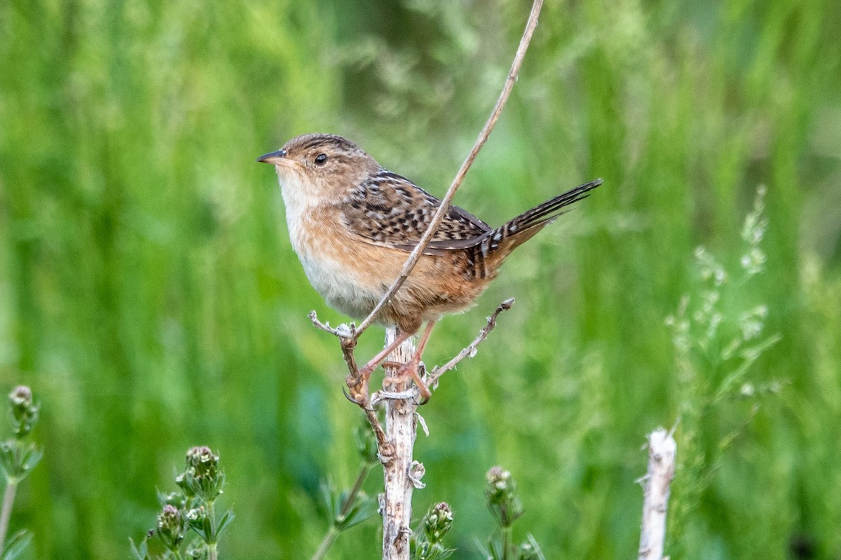 New York Breeding Bird Atlas Checklist - 6 Jun 2023 - Wentworth Road ...