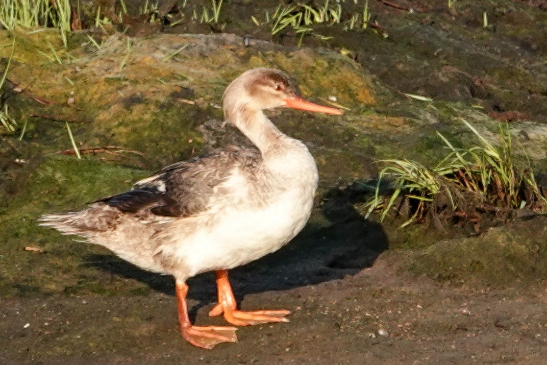 eBird Checklist - 6 Jun 2023 - Robinson Preserve South - 7 species