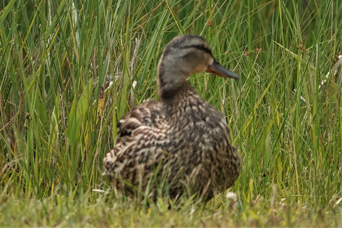 eBird Checklist - 6 Jun 2023 - Delaware Seashore SP--Burton Island - 40 ...