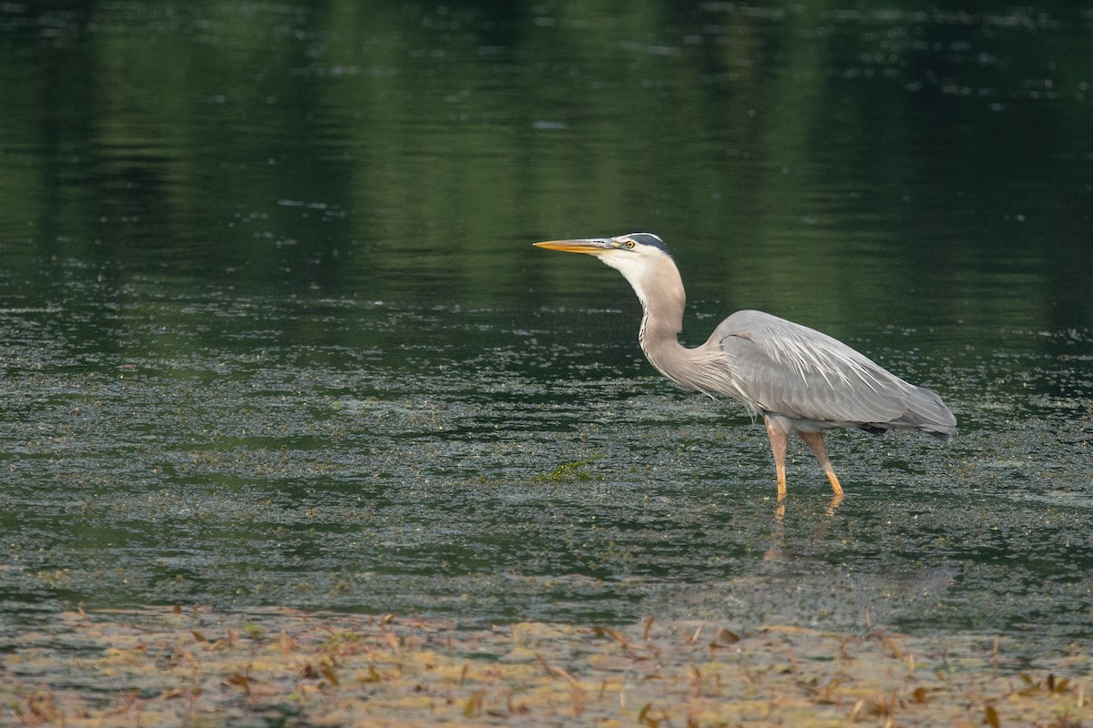 eBird Checklist - 6 Jun 2023 - Wallkill River NWR--Owens Station Rd. to ...