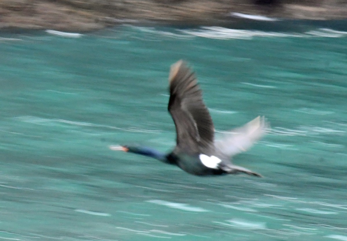 eBird Checklist - 5 Jun 2023 - Seward--Resurrection Bay - 11 species