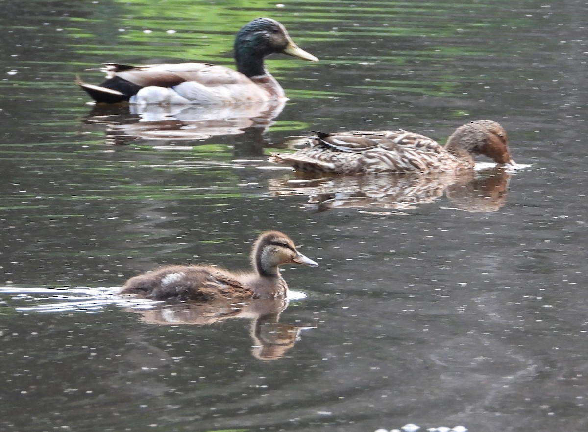 eBird Checklist - 6 Jun 2023 - Lake Barton - 33 species