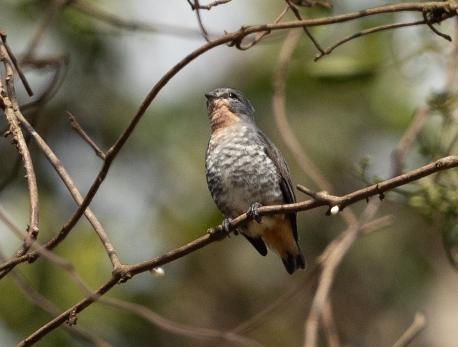 eBird Checklist - 9 Jul 2022 - Ubatuba--Rancho Pica-Pau - 7 species