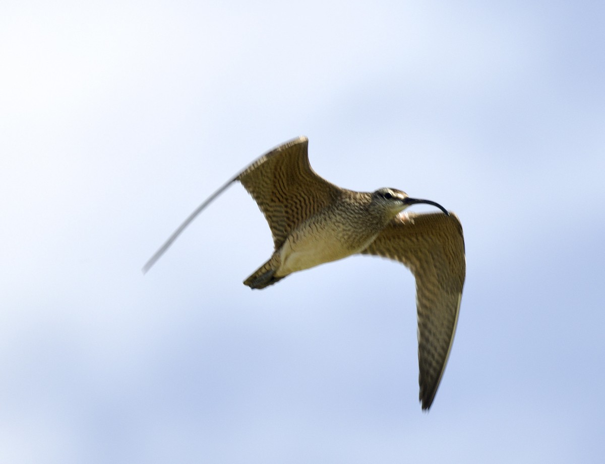 eBird Checklist - 5 Jun 2023 - Piute Ponds (permit required) - 48 ...