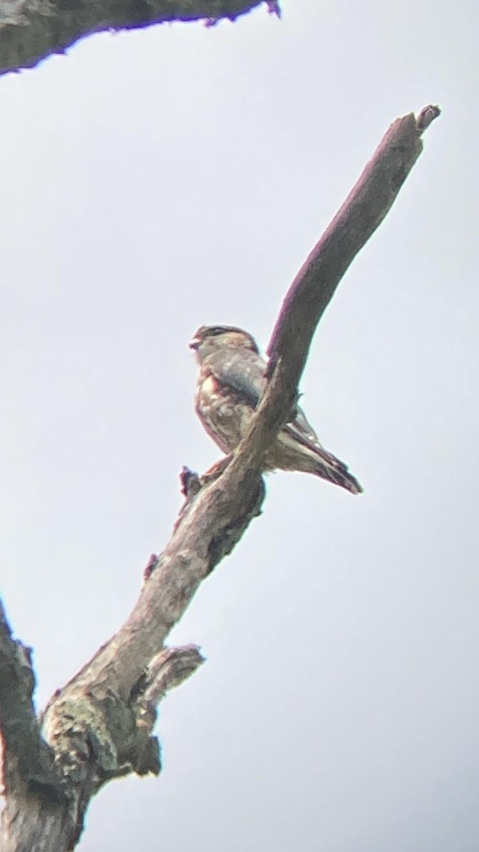 eBird Checklist - 6 Jun 2023 - Packer Street Cemetery - 1 species