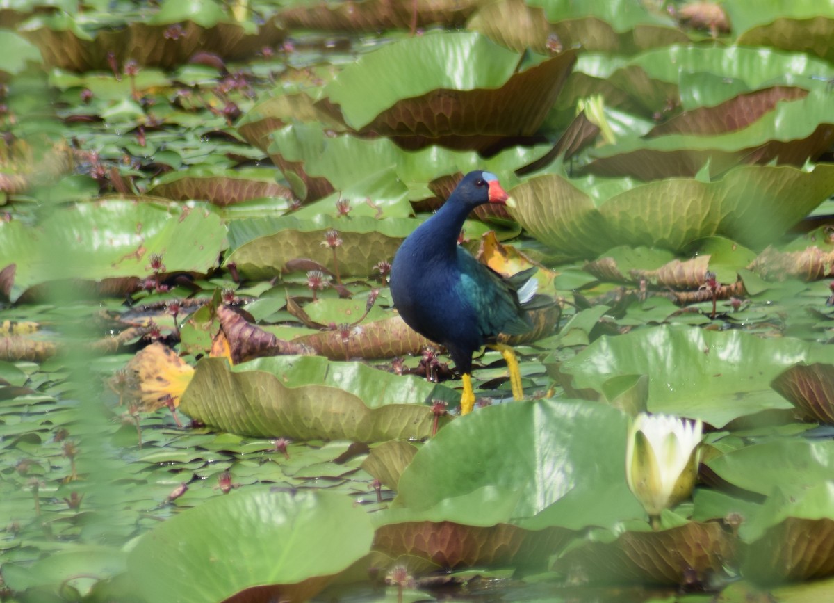eBird Checklist - 6 Jun 2023 - Red Slough WMA - 35 species