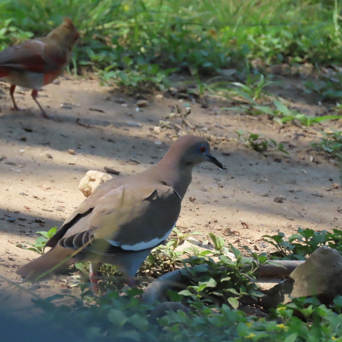 eBird Checklist - 6 Jun 2023 - Guadalupe River SP—Bird blind - 8 species