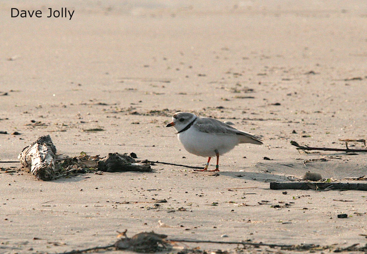 eBird Checklist - 6 Jun 2023 - Wasaga Beach Provincial Park--Piping Plover Beach - 1 species