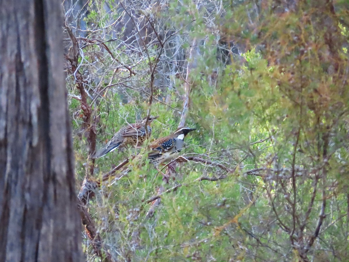 eBird Checklist - 7 Jun 2023 - Hartmann Park (Crows Nest) - 41 species