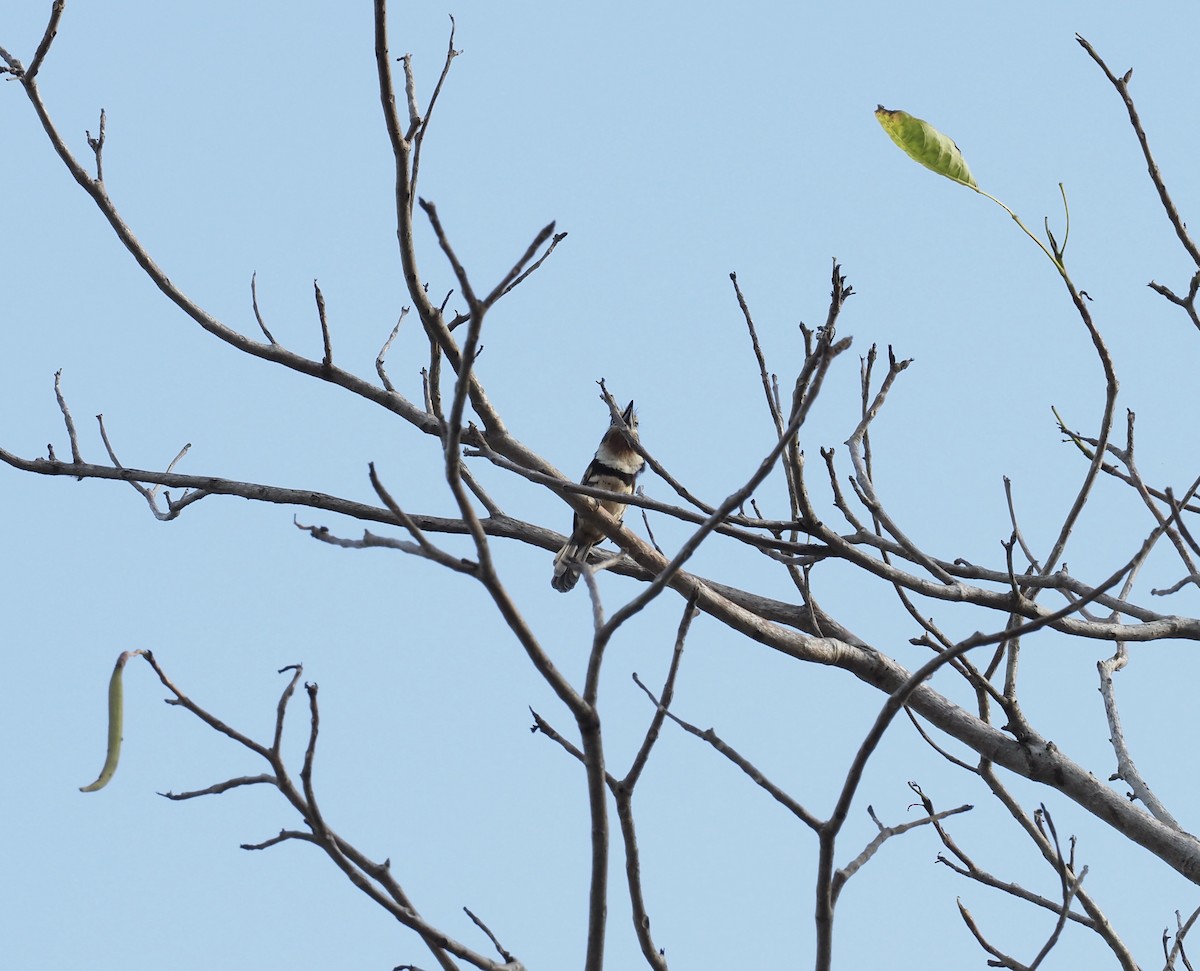 Russet-throated Puffbird - Hypnelus ruficollis - Media Search ...