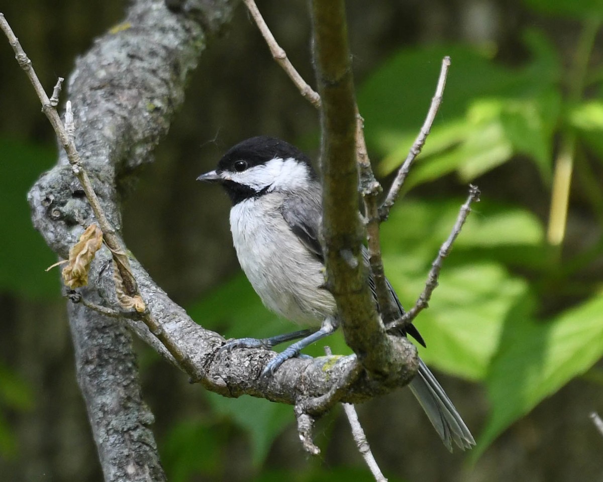 eBird Checklist - 2 Jun 2023 - McKelvey Woods Nature Park - 20 species