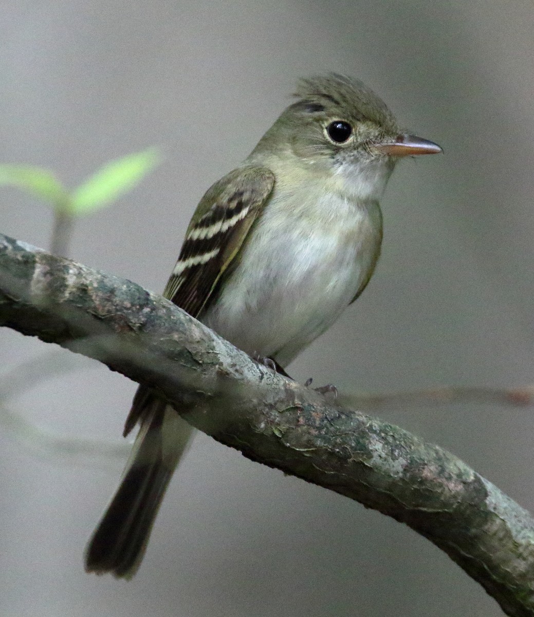 Maryland-DC Breeding Bird Atlas Checklist - 7 Jun 2023 - Baldhill Lane ...