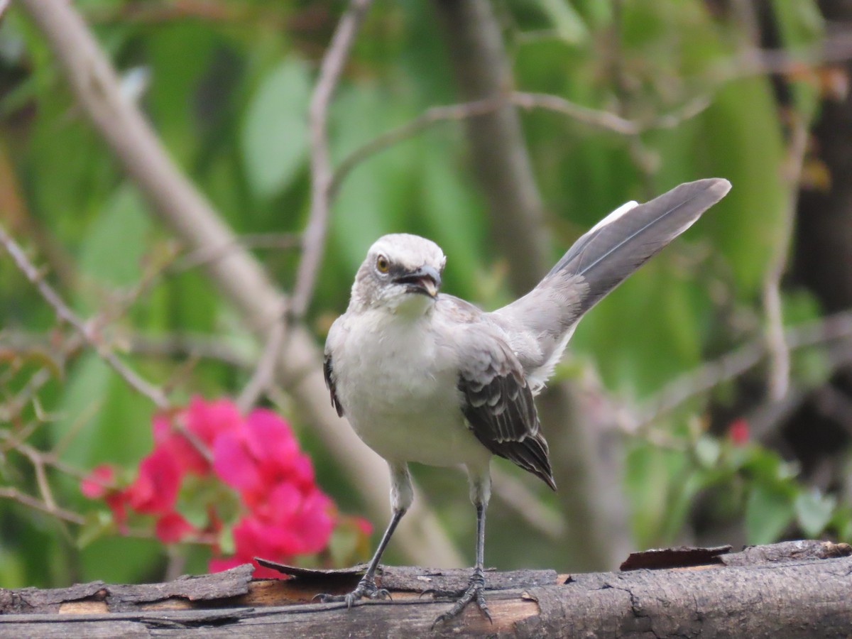 eBird Checklist - 30 May 2023 - Refugio de las aves - La Piñuela - 12 ...