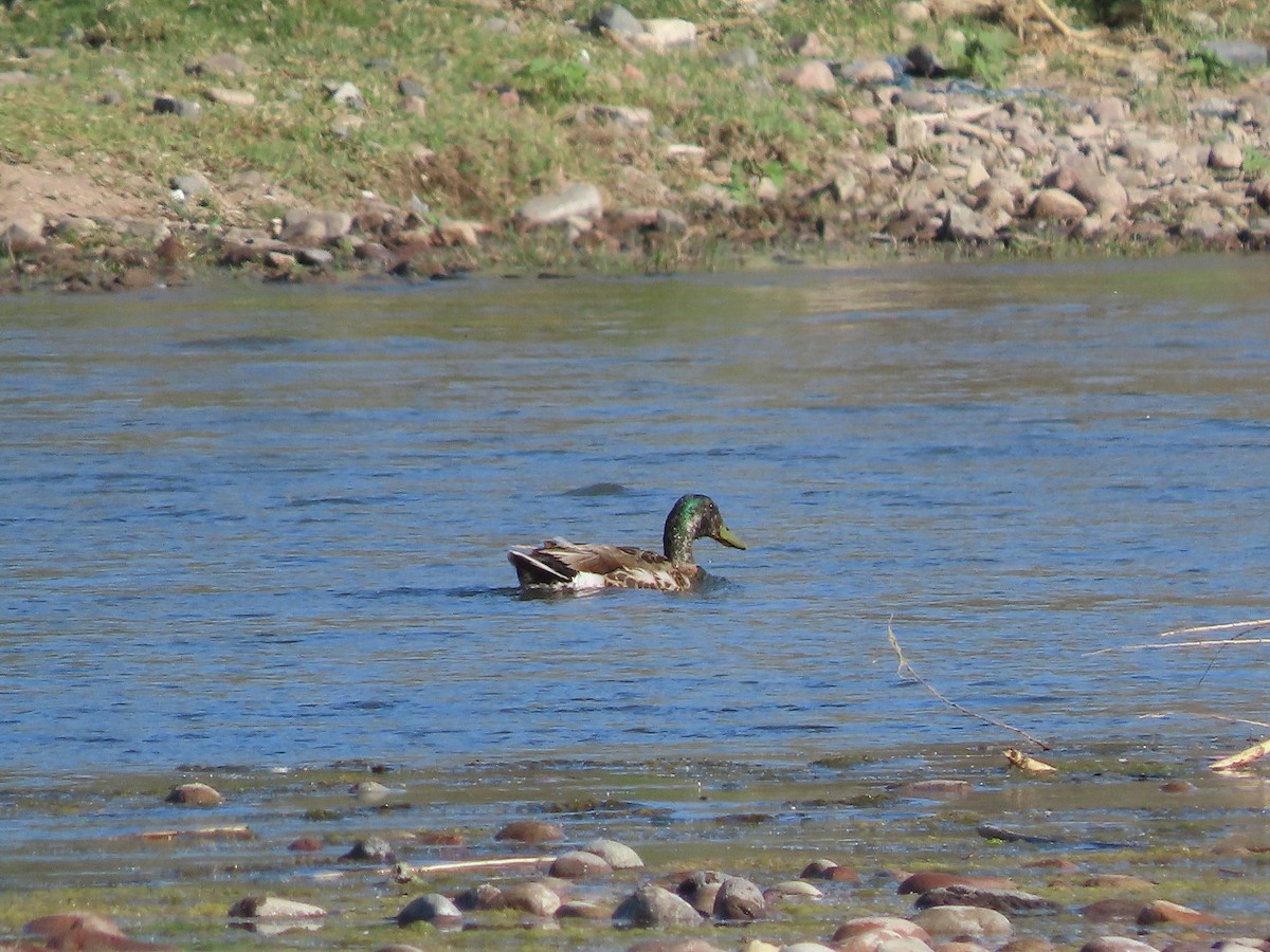 eBird Checklist - 7 Jun 2023 - stakeout Golden-winged Warbler, Salt ...